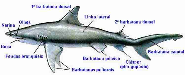 Paixão por Aquário: Anatomia dos peixes