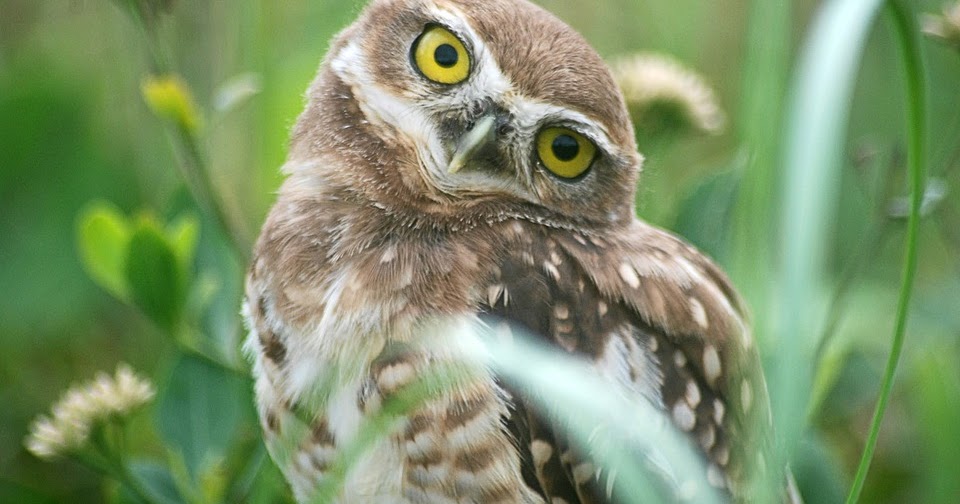 Trivia Time! What Do You Know About Owl's Flower? ~ Owl's Flower