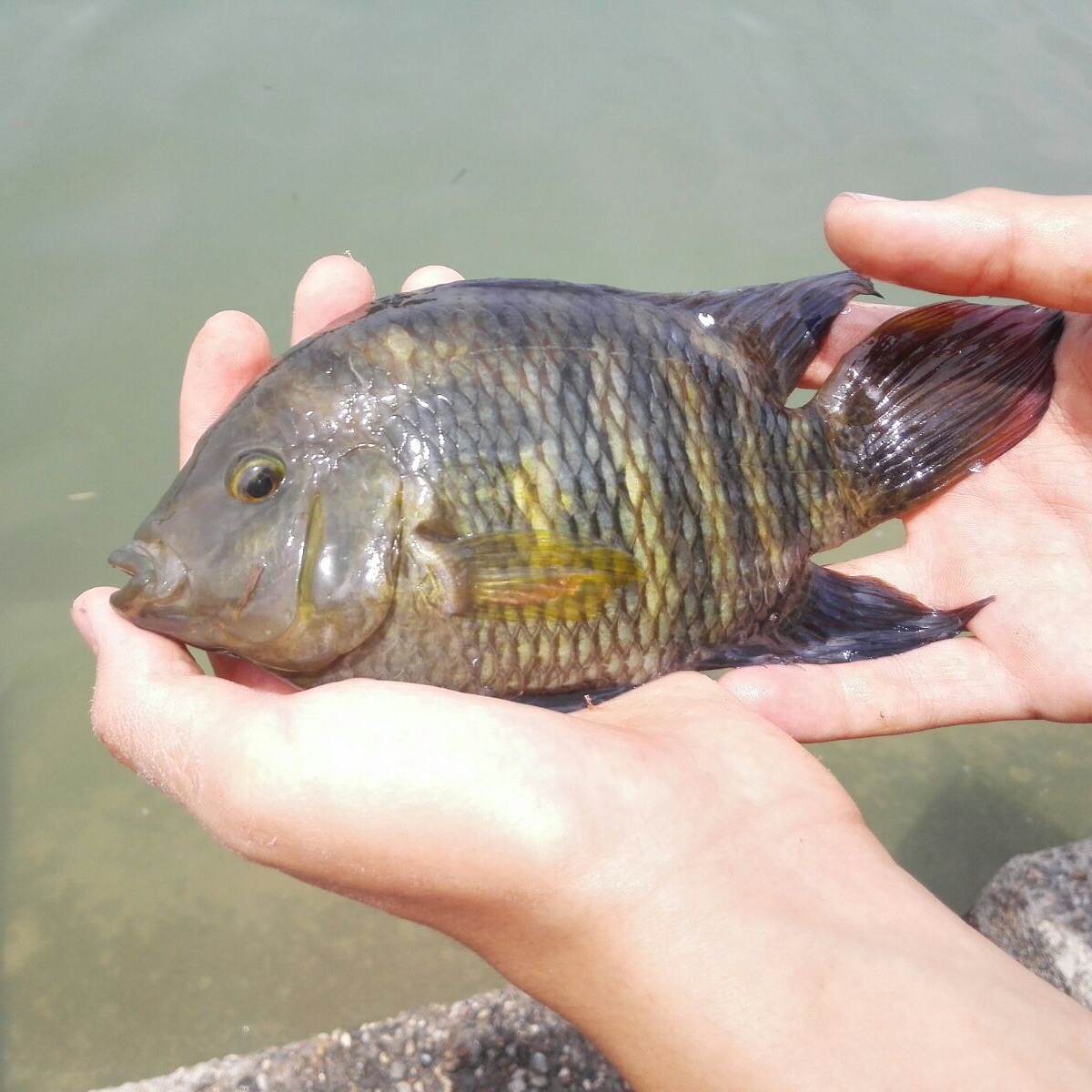 CURSO DE OBTENCIÓN DE LICENCIA DE PESCA CONTINENTAL EN ANDALUCÍA ...