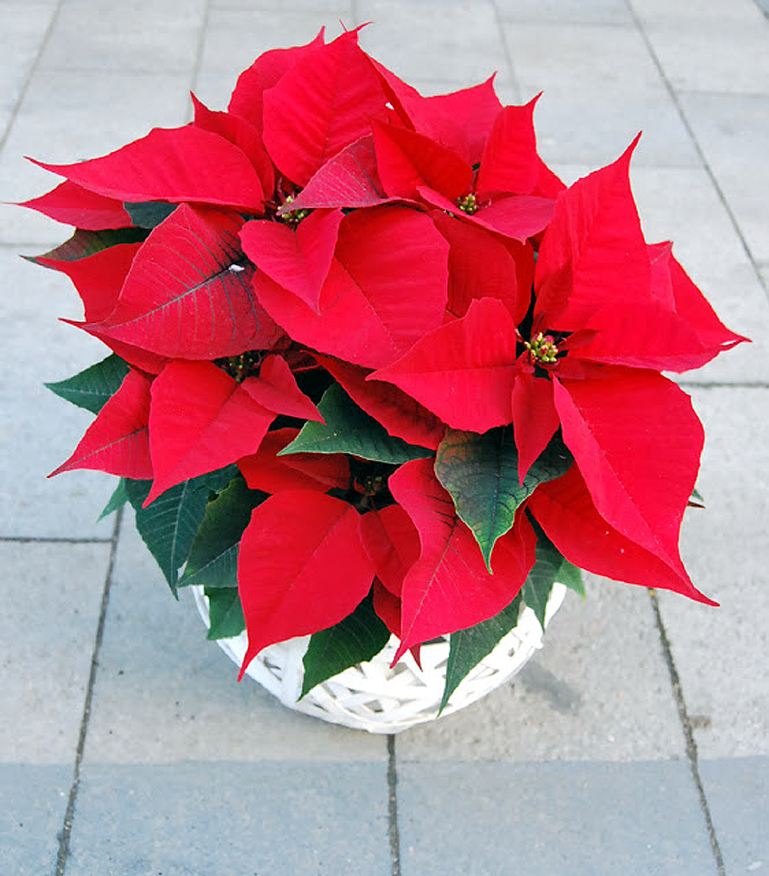 Fotos de flores: POINSETIA O FLOR DE NAVIDAD