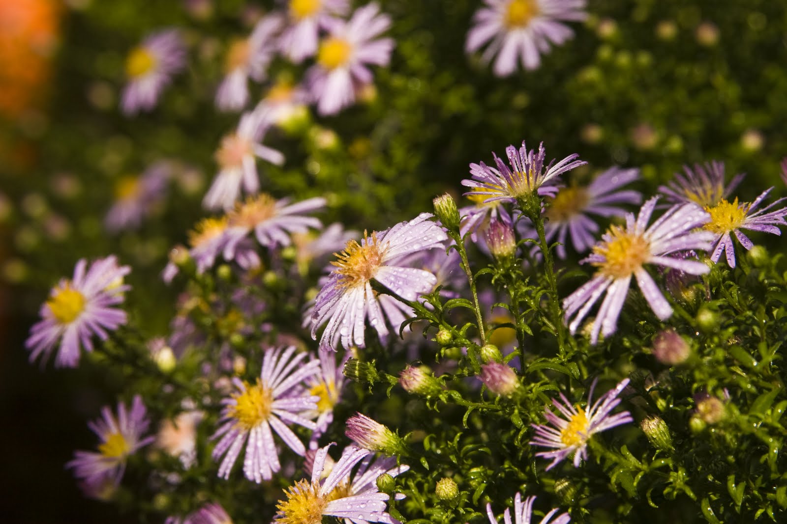 poze...pictures...: Floricele.....