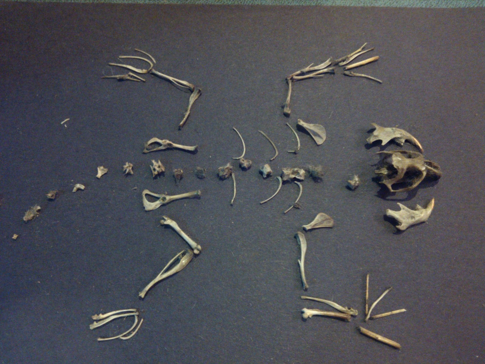 Cabin In The Woods: Ornithology - Owl Pellet Dissection