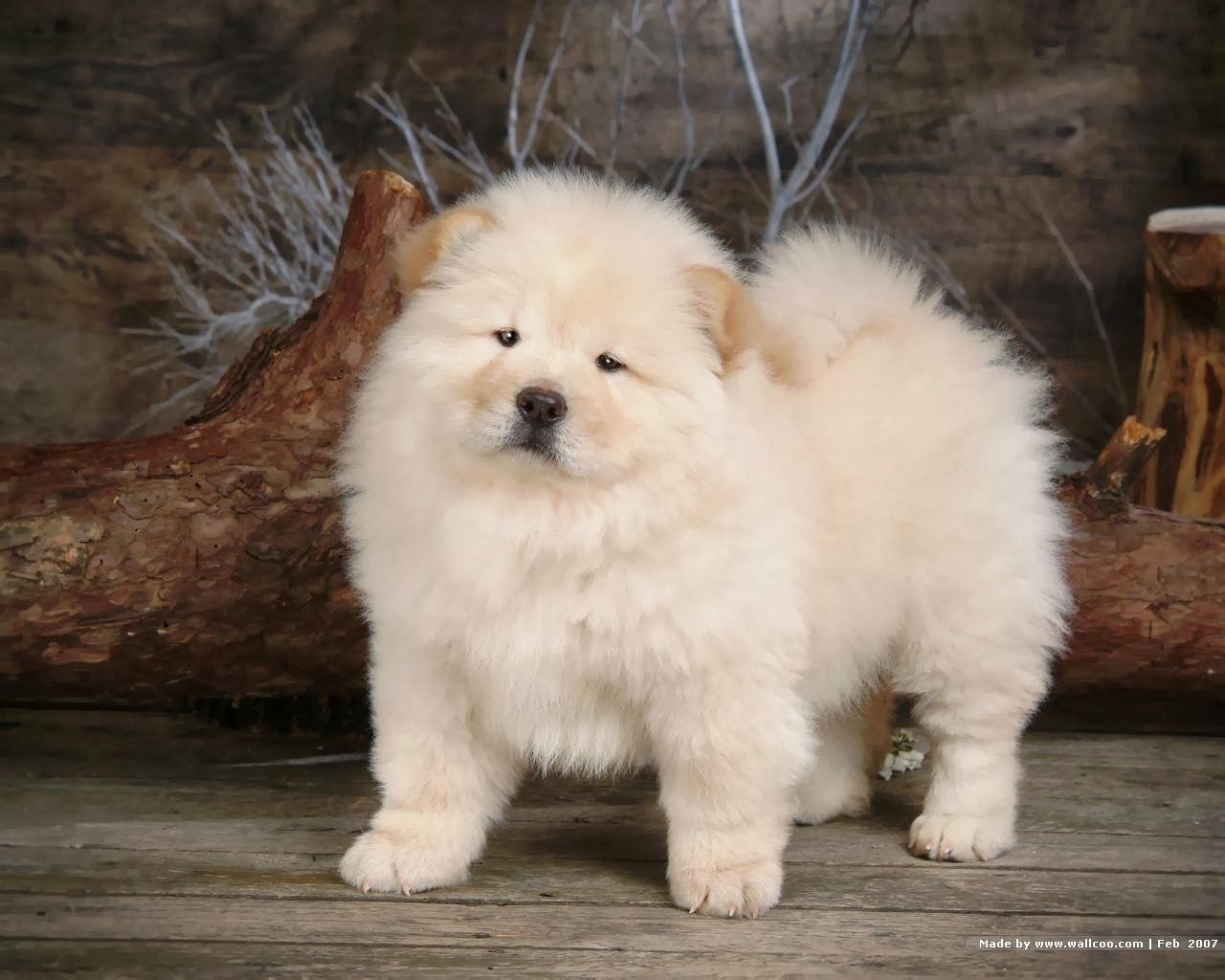 น้องหมา : เชา เชา (Chow Chow)