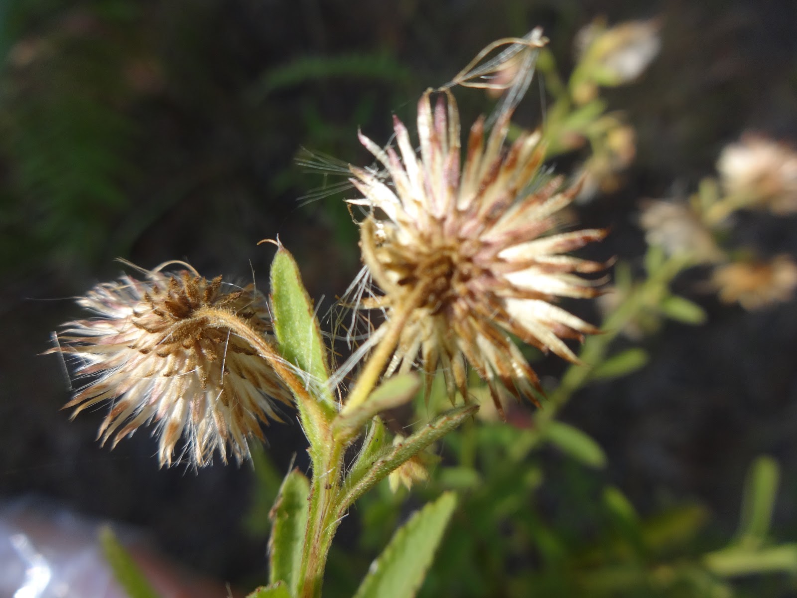 Herbs from Distant Lands: Laggera alata - Winged-Stem Laggera, Liu Leng ...