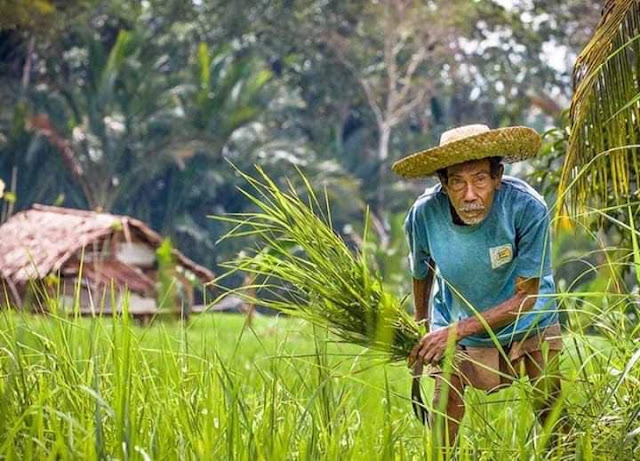 4,310 rice & corn farmers in Quezon to benefit from agri inputs and ...