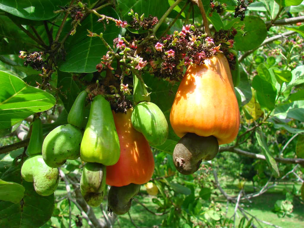One of the Weirds Fruits in the world " Maranon " or Cuja | National ...