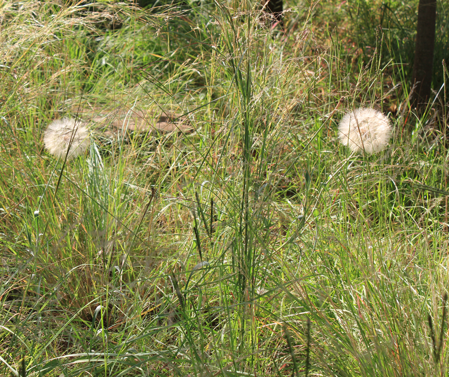 Hedgie's Nature Journal : Salsify (Tragopogon porrifolius)