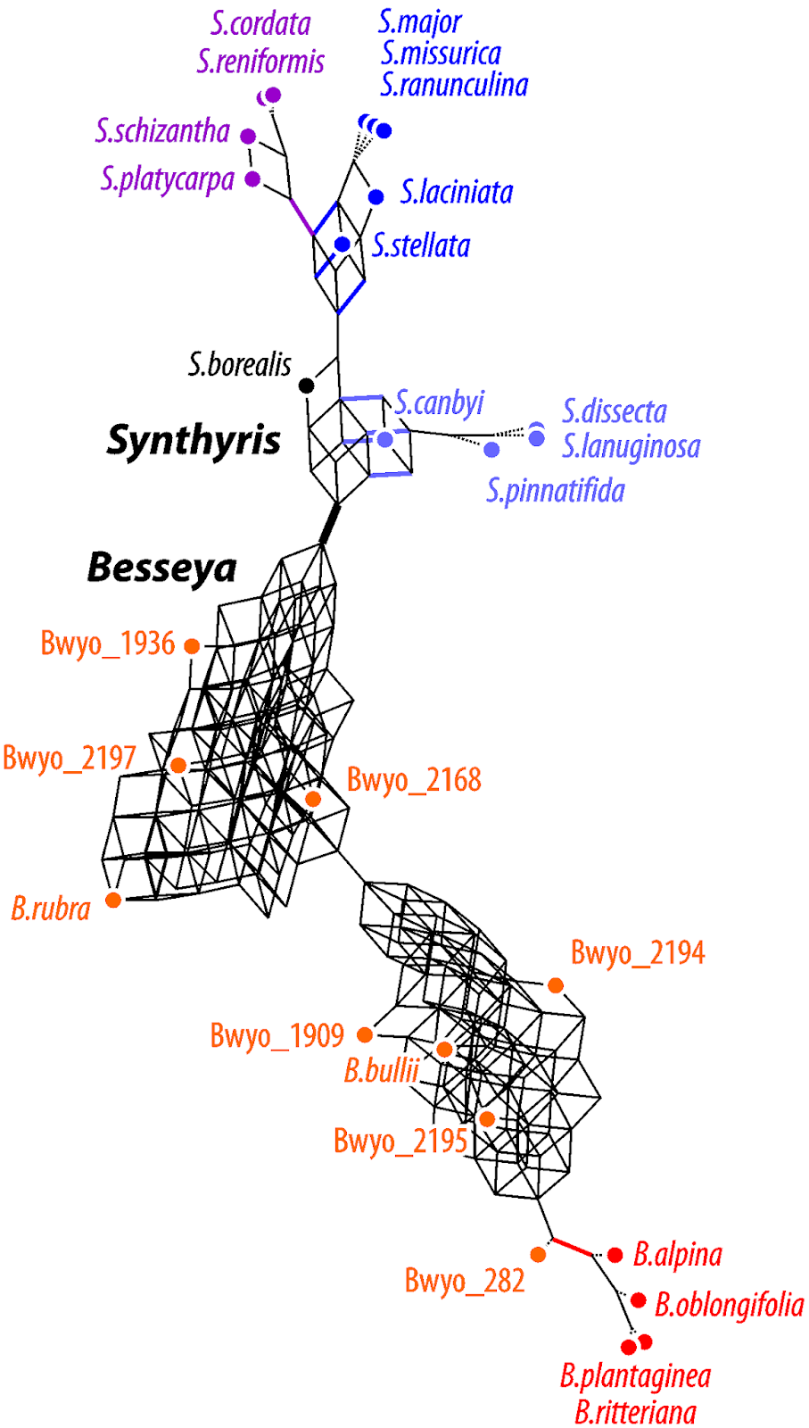 The Genealogical World of Phylogenetic Networks: The curious case(s) of ...