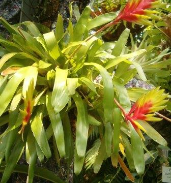 Vriesea sp | Pustaka Flora | Database Tanaman Landscape