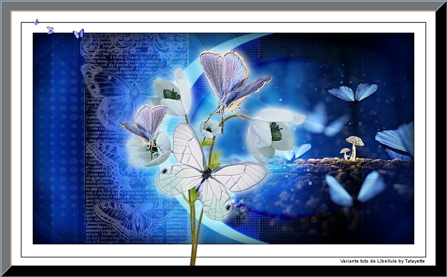 Le blog de Libellule: Morpho bleu