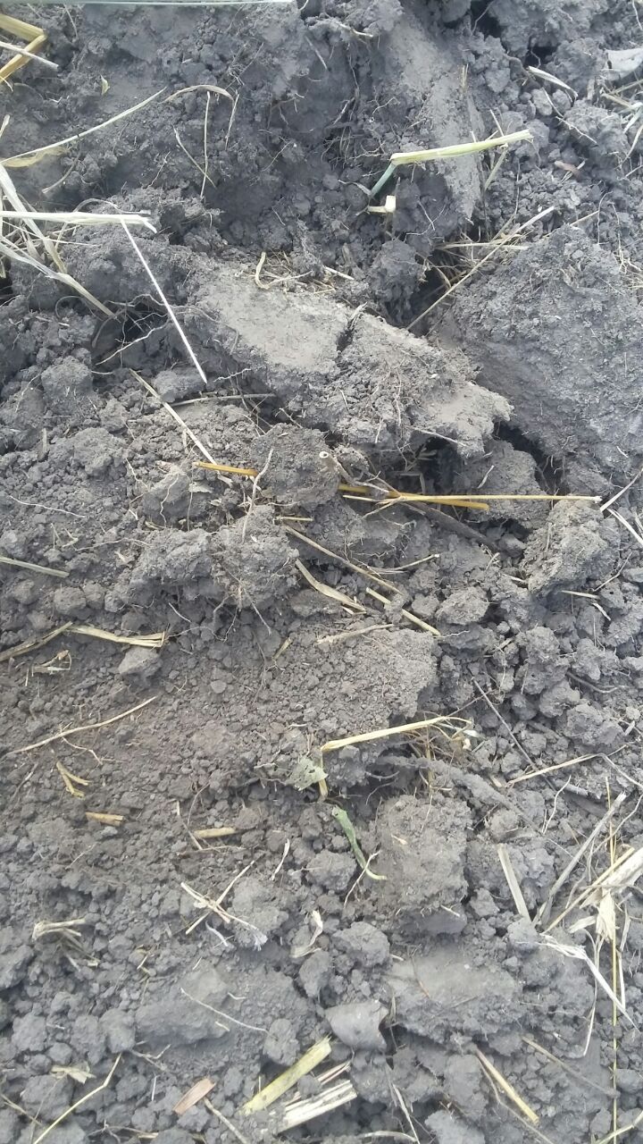 Pima udongo katika shamba lako mwenyewe, fahamu njia za kutambua udongo ...