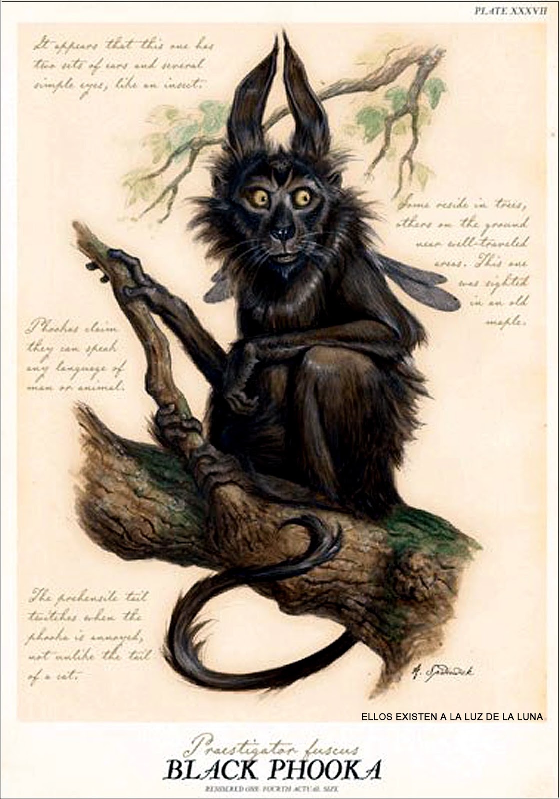 ELLOS EXISTEN A LA LUZ DE LA LUNA: EL PHOOKA