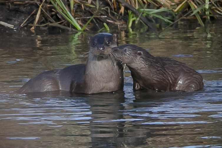 Oxfordshire Wildlife: River Thames, Wallingford