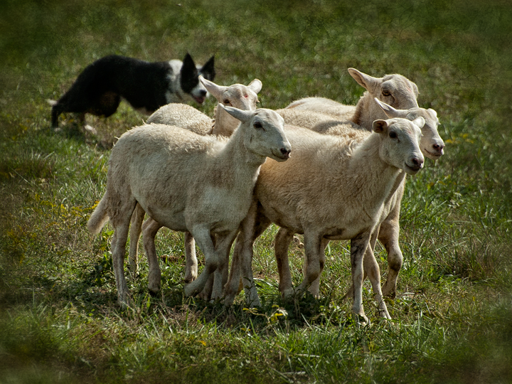 Dan Routh Photography: Sheep Dogs Working