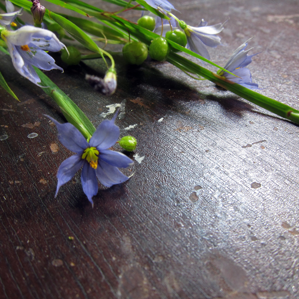 chickory: Sisyrinchium montanum (Blue Star Grass)