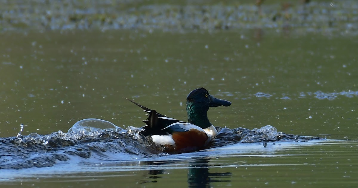 Jozef van der Heijden - Natuurfotografie: Slobeenden, Zomertaling en de ...