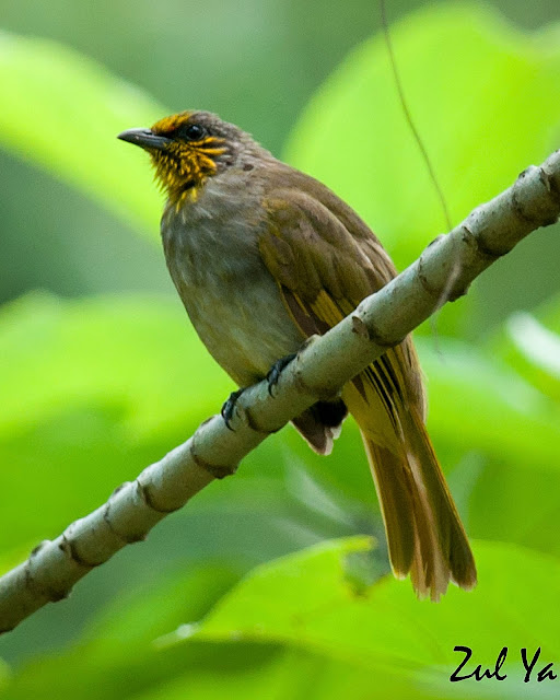 Zul Ya - Birds of Peninsular Malaysia: The Bulbul's Collection ...