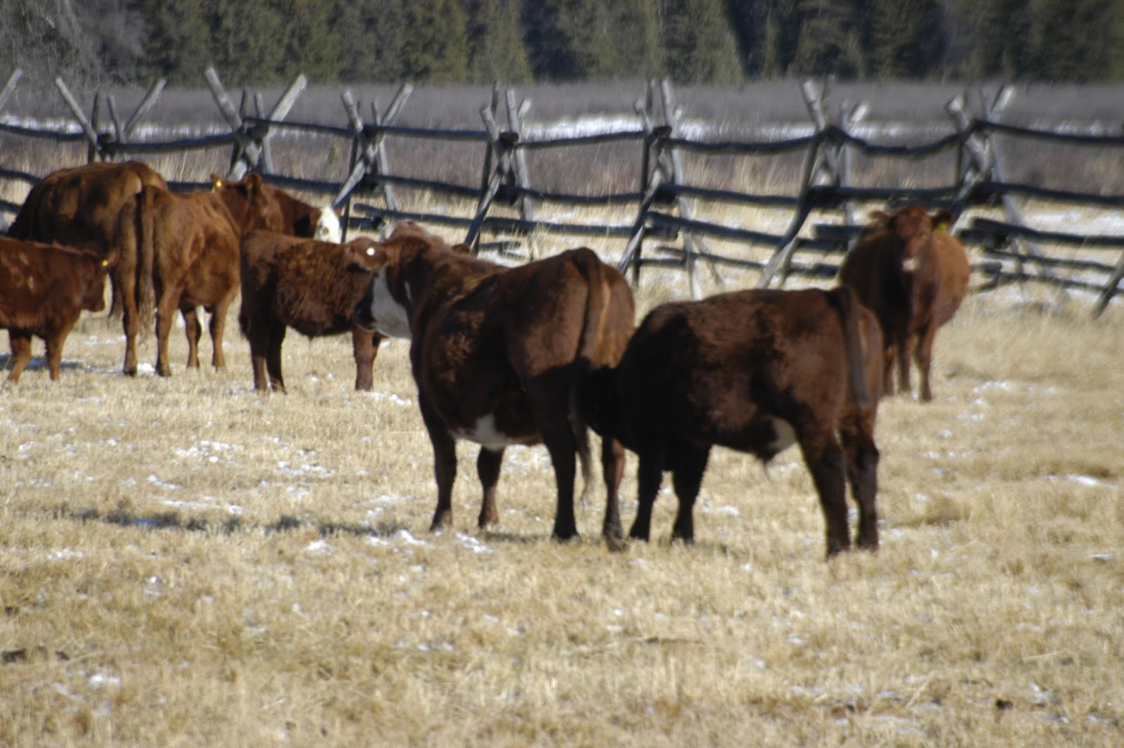 Mountains Beyond The Cows: Moving Cows