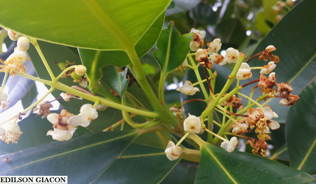 Viveiro Ciprest - Plantas Nativas e Exóticas: Guanandi ou Jacareúba ...