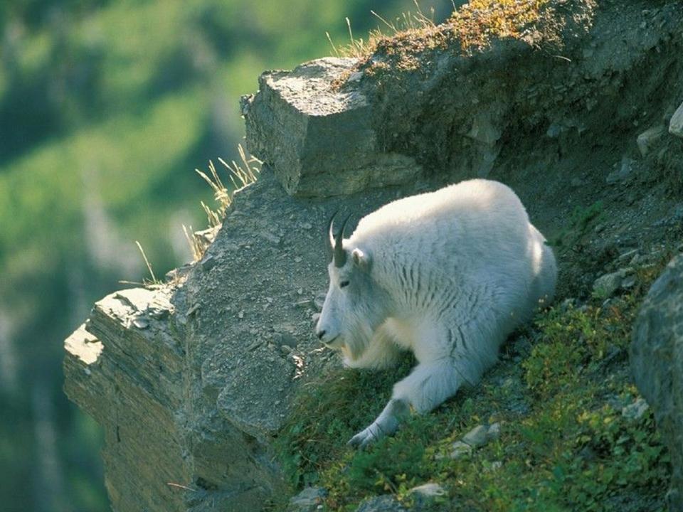 CLASA NOASTRĂ: [ FOTO ] CAPRA DE MUNTE