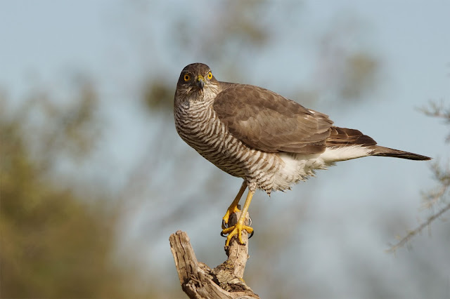 Pasión por las aves: Gavilán común.(Accipiter nisus)