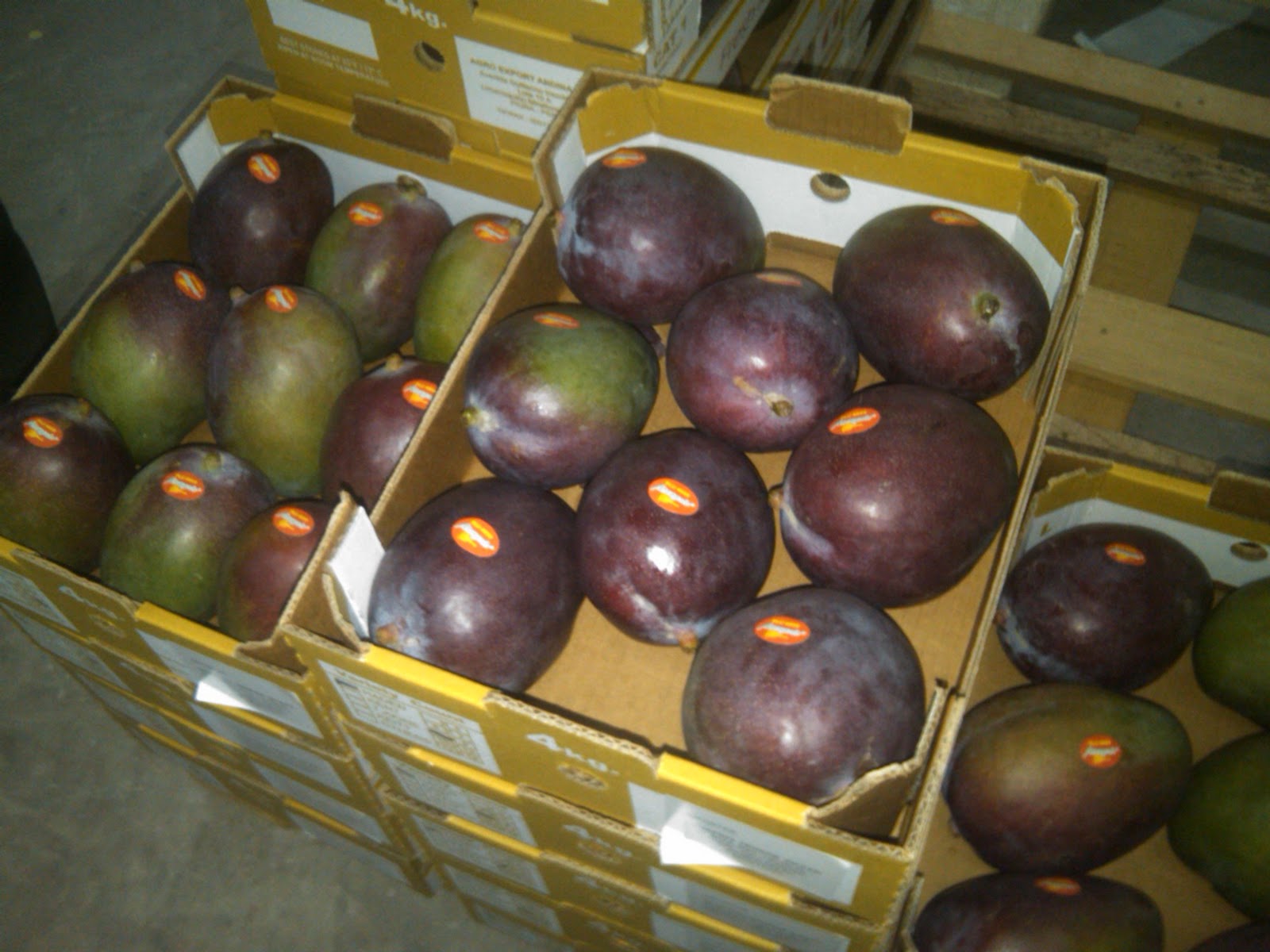 PERUVIAN MANGOES IN FULL SWING ....