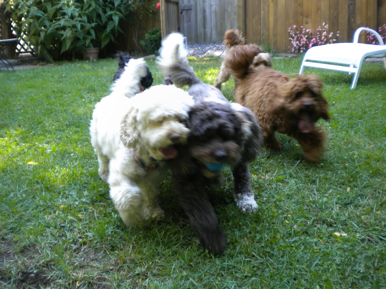 Erin's New England Cockapoos: Plaaaaaaay Ball!