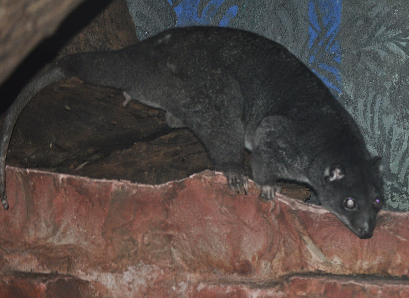 ZOOTOGRAFIANDO (6.100 ANIMALS): CUSCÚS DE TIERRA / GROUND CUSCUS ...
