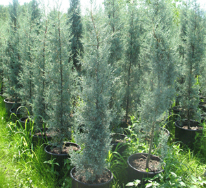 MAVİ SELVİ Cupressus arizonica