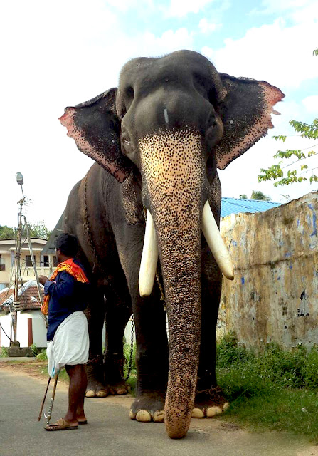 Mangalamkunnu Karnan - Kerala Elephant - Aanachandam