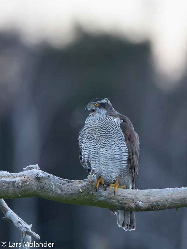 Lars Molander naturfoto: Duvhök