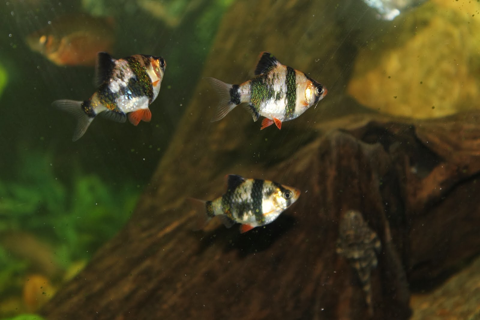 Amazing Fish: Dither Fish