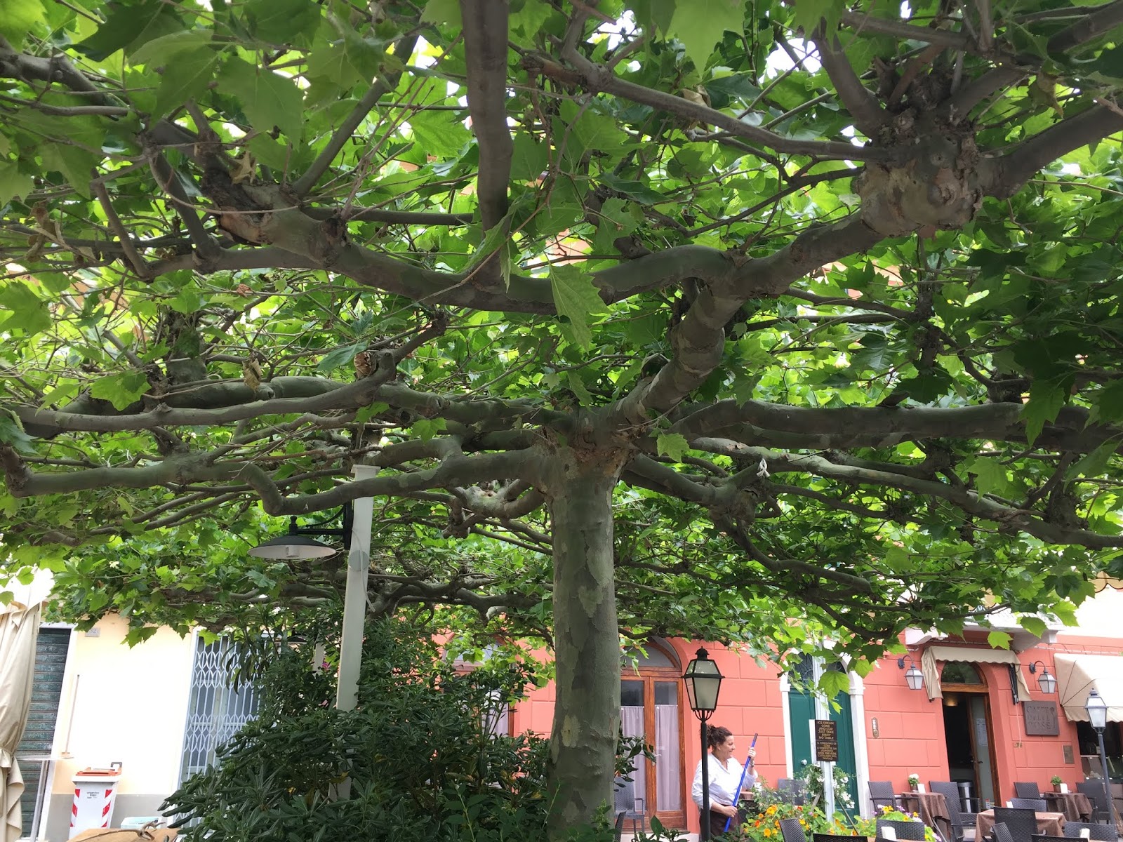 The Phytophactor: Pollarded Sycamores