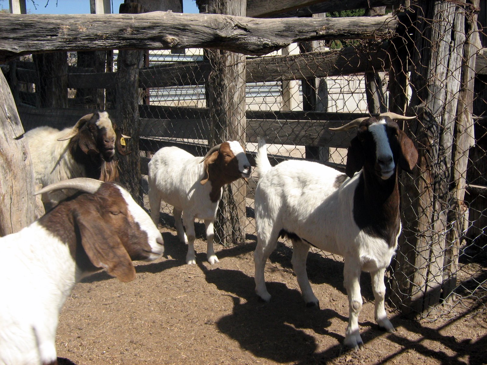 Los Ranchos de ganado de México: Criadero de cabras boer y chivos boer ...