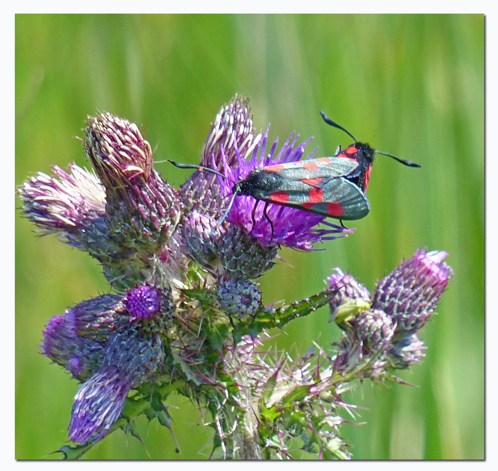 Wild and Wonderful: Butterflies and Moths ~ Burnet Moth at Carlton Marshes