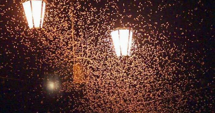 Why Are Bugs Attracted to Light? | Interesting Facts