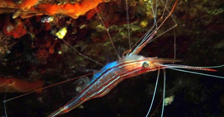 Variety of Life: Pandalidae