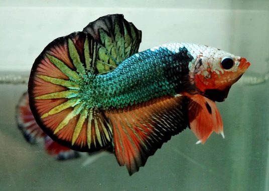 Betta Splendens: Les plus belles photos de bettas: Avril 2013