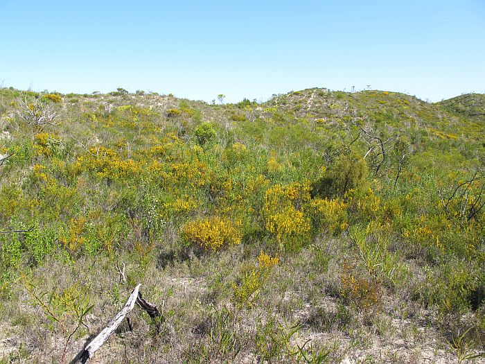 Esperance Wildflowers: Acacia cochlearis - Rigid Wattle