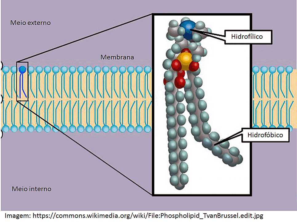 Resumos de Biologia: OS LIPÍDIOS