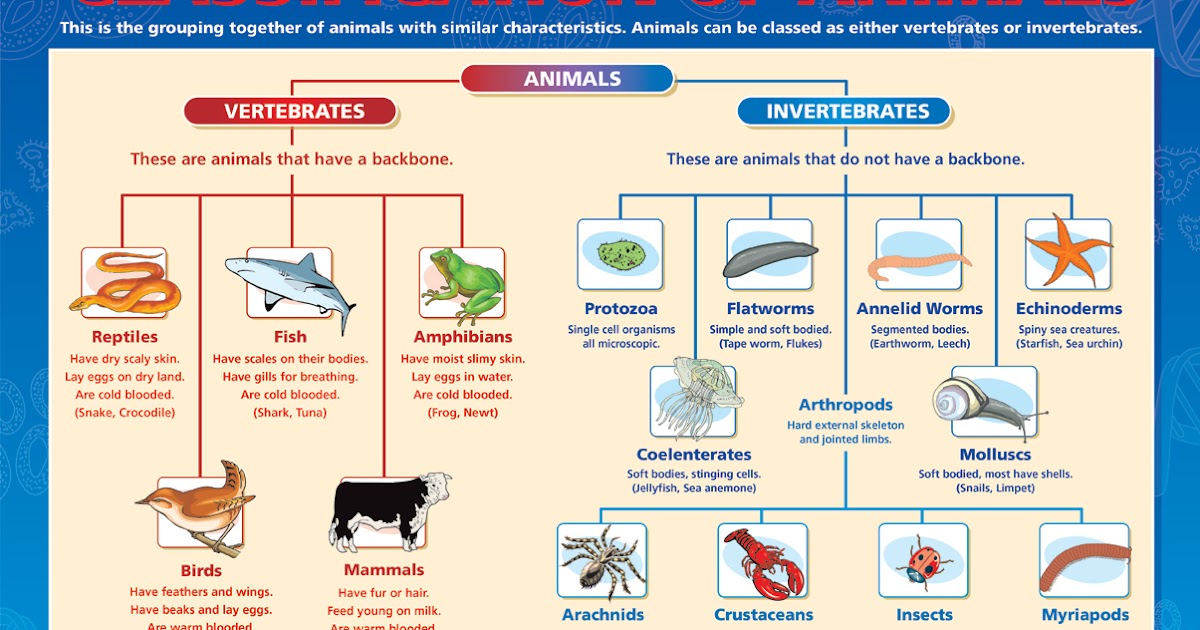 I love English !!!: Animal classification