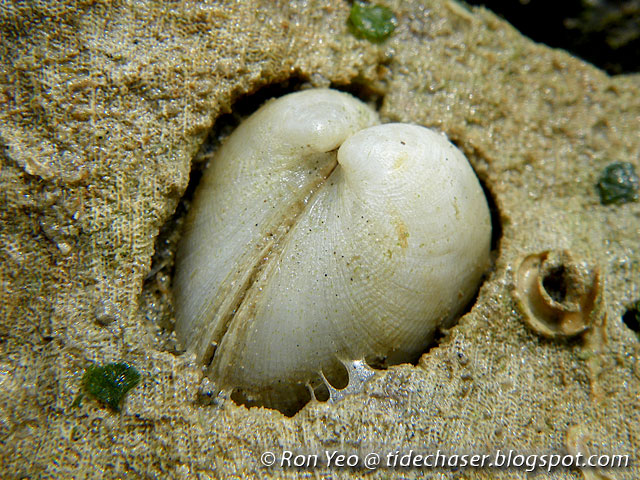 tHE tiDE cHAsER: Bivalves (Phyllum Mollusca: Class Bivalvia) of Singapore