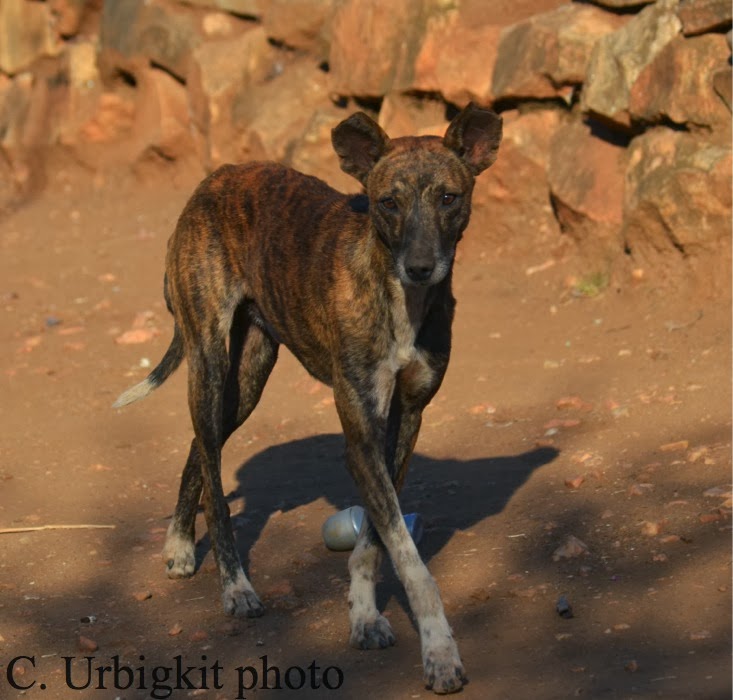 Dogs in Zululand – Stephen Bodio