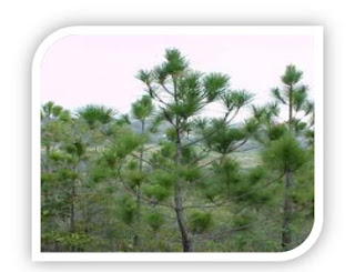 Bari Flora's: POHON CEMARA