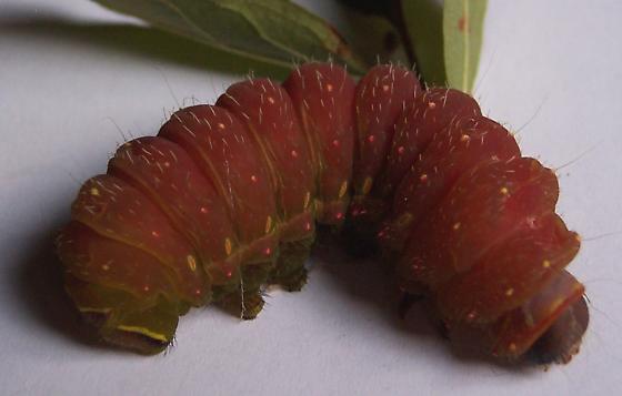 This Amazing Caterpillars Can Scream to Keep Predators Away - Viral Able