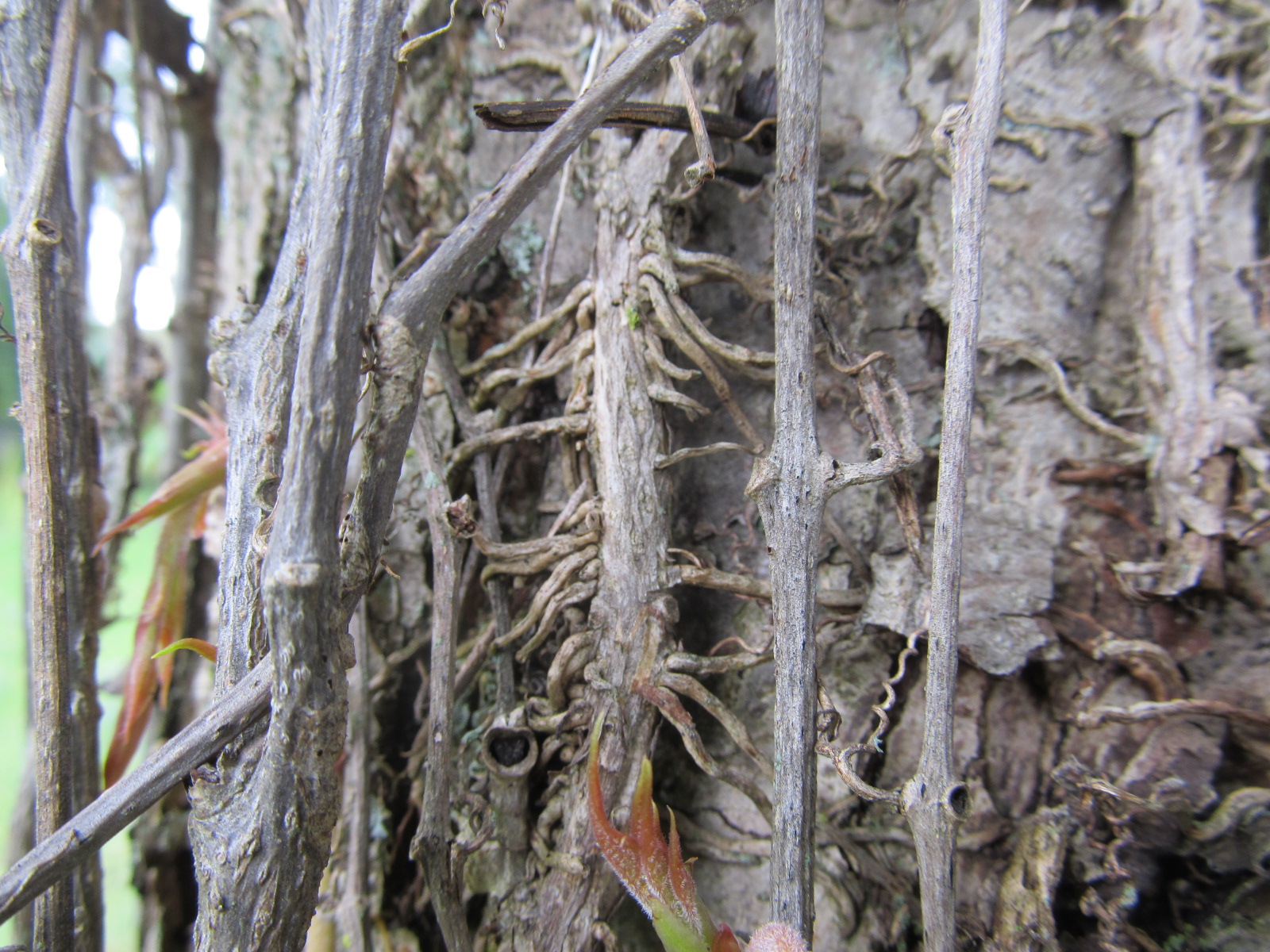 Eaton Rapids Joe: Grape vines as a Landscaping for Wildlife plant
