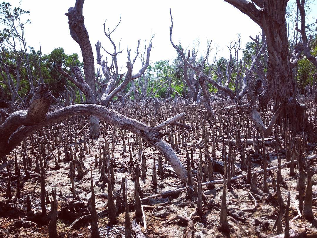 kaingin - philippin news collections