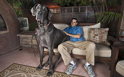 Gsv Pics - Photos with Poetry: Worlds Biggest DOGS -Guinness Records ...