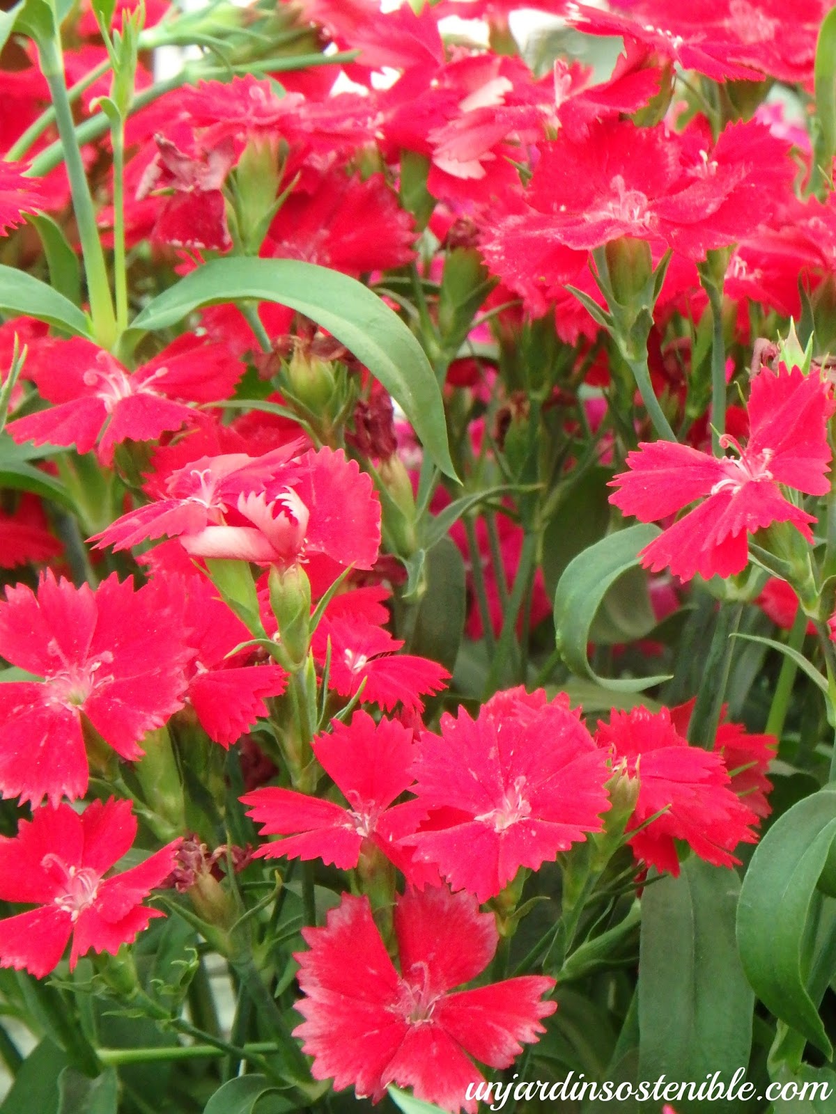 Dianthus chinensis (Clavel chino)