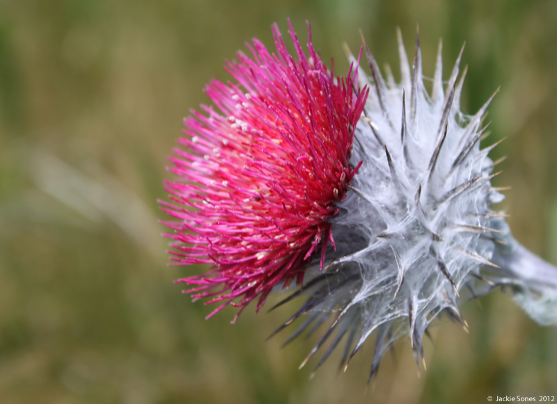 The Natural History of Bodega Head: Cobweb Thistle